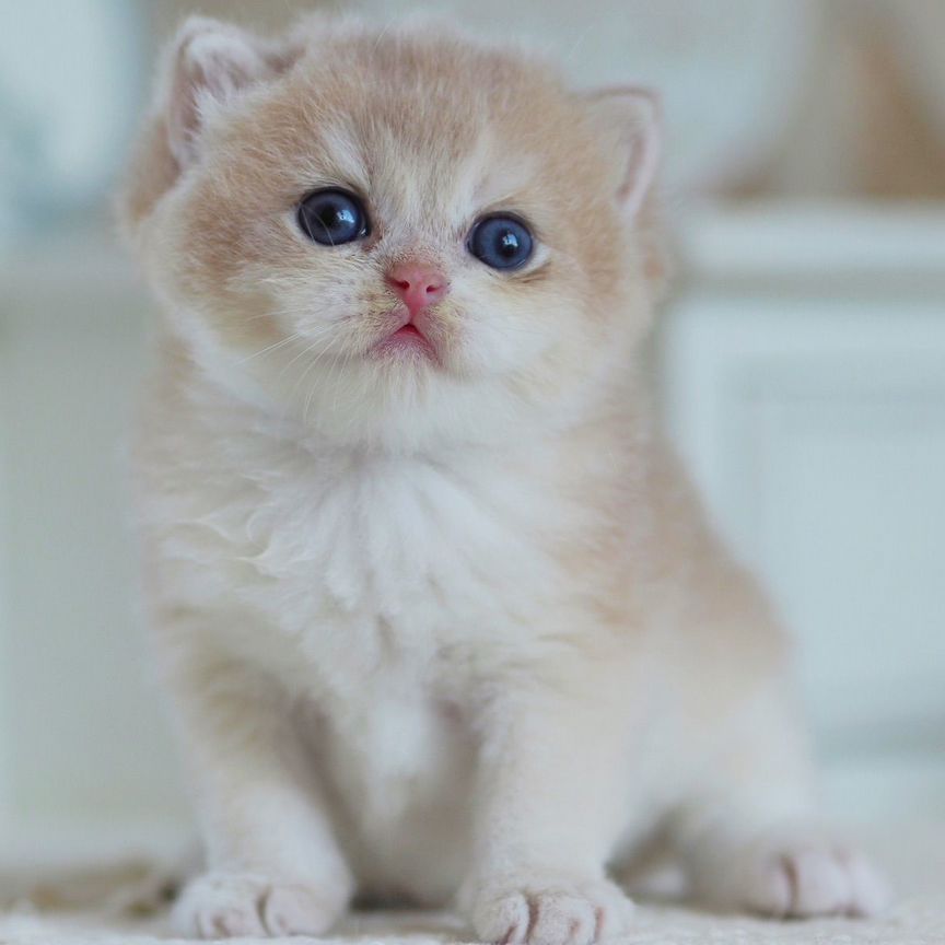 Британский котенок Финист