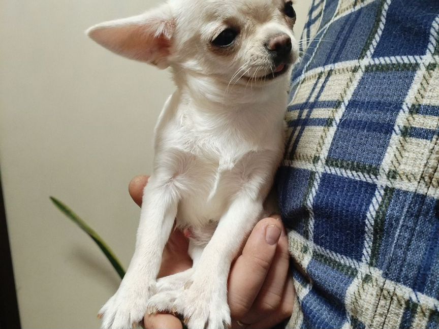 Чихуахуа мини