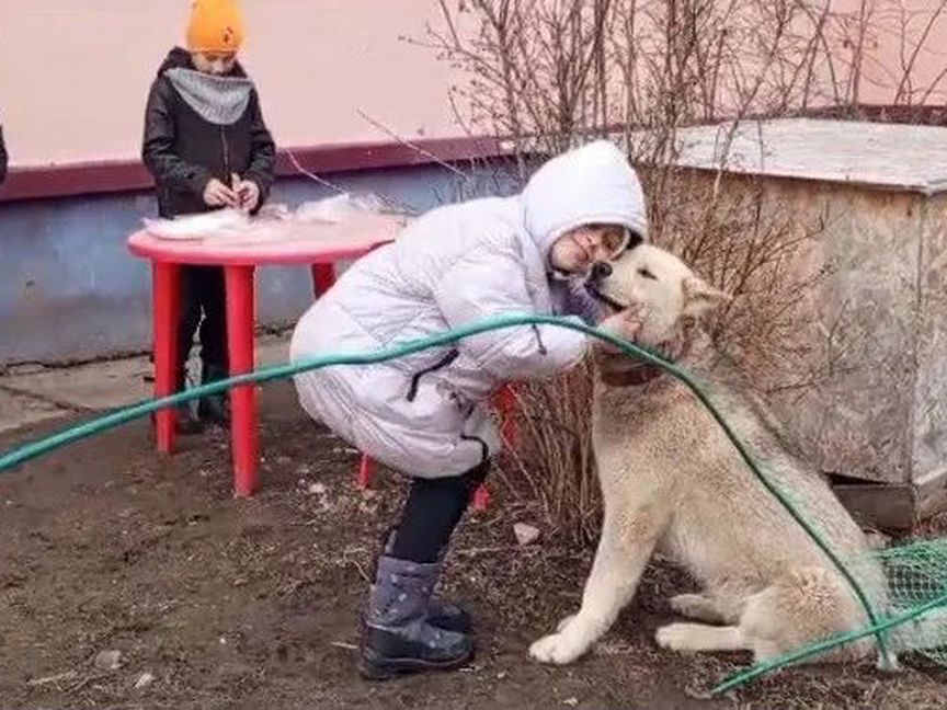 Собачка в добрые руки