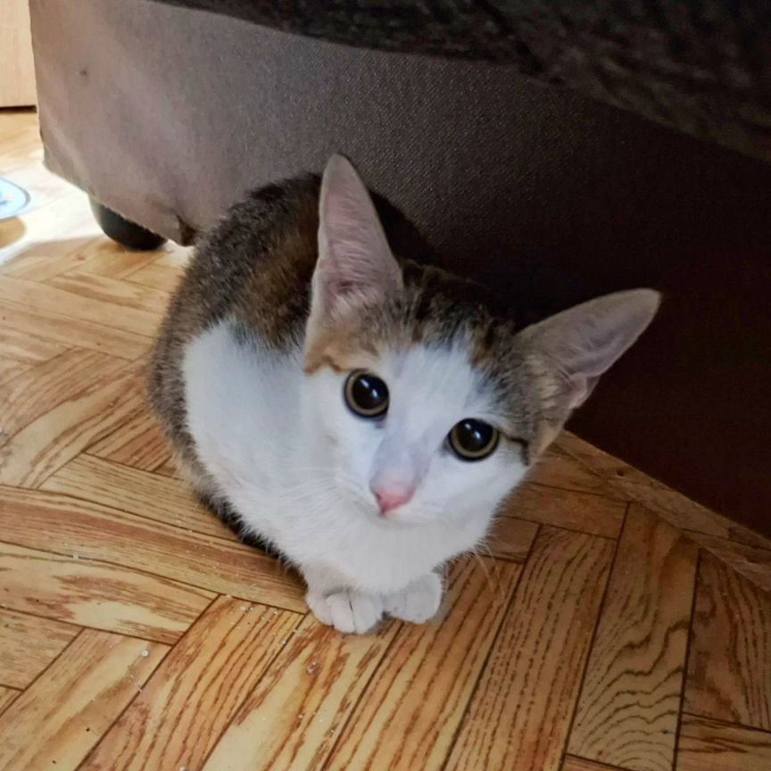 Отдам в добрые руки кошечку