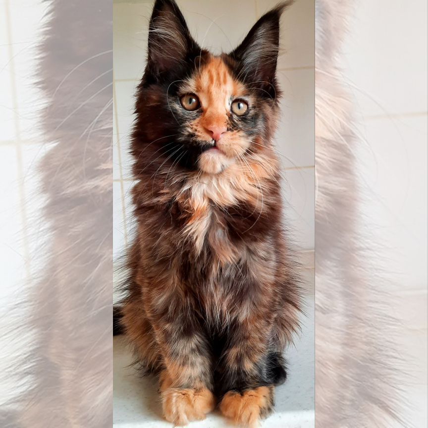 Мейн-кун котёнок