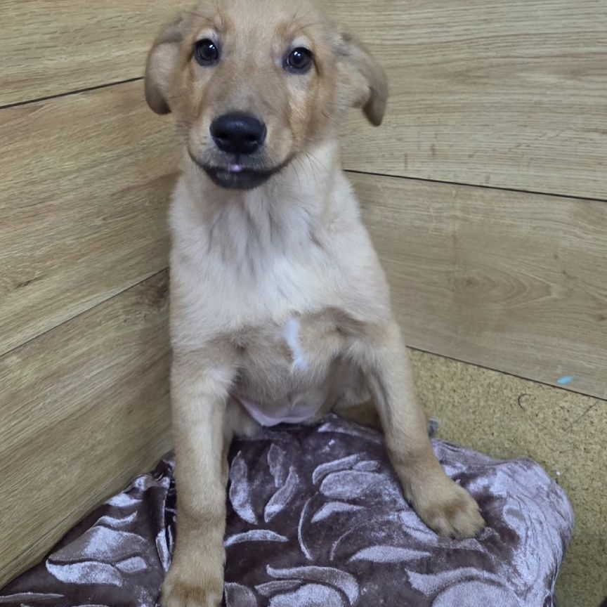 Щенок в добрые руки