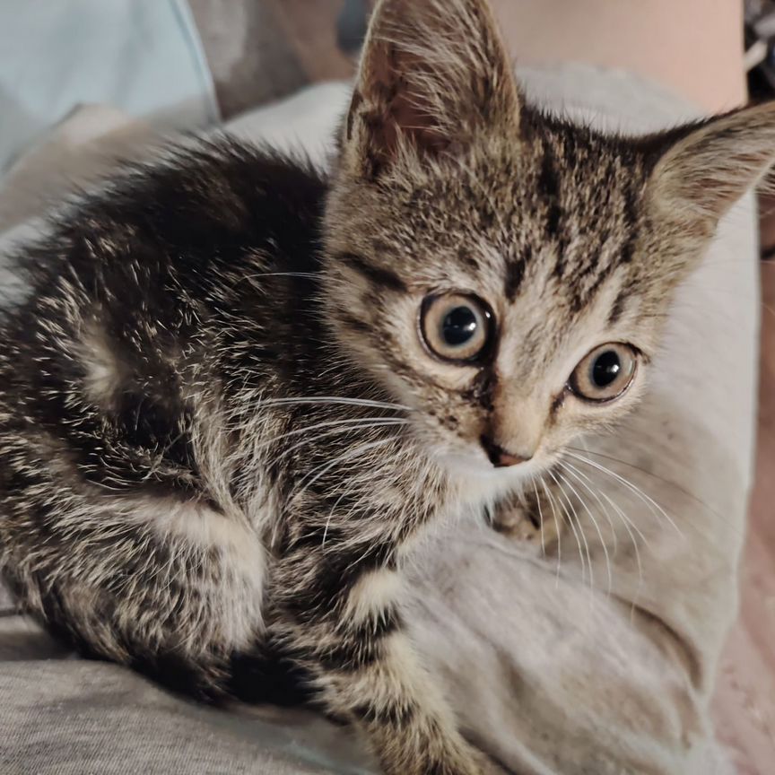 Кошечка