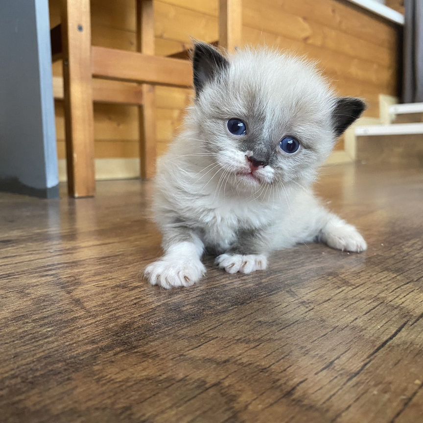 Котята в добрые руки бесплатно