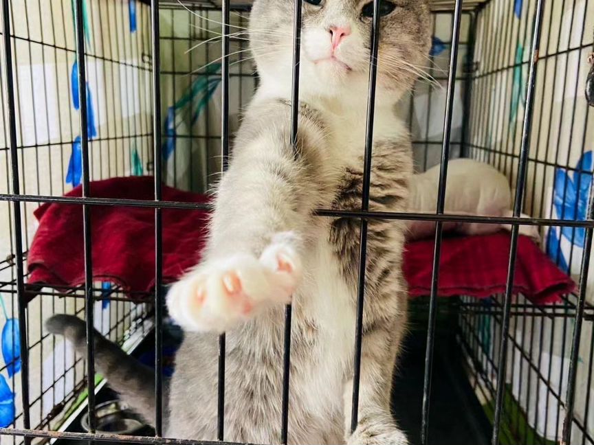 Кошка Сестра из приюта