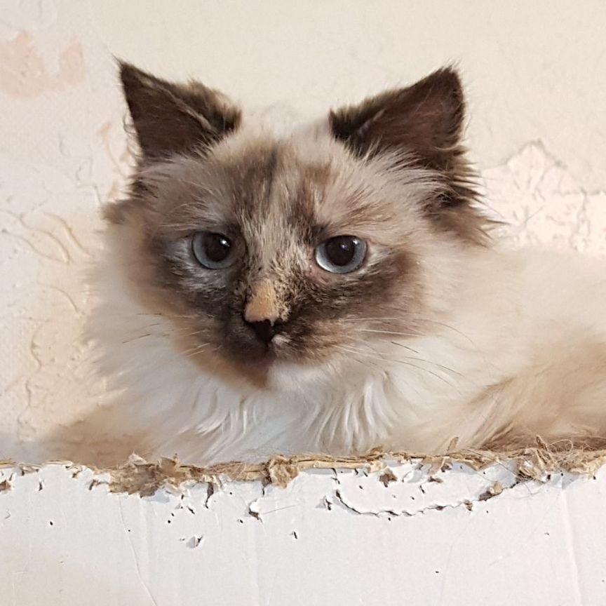 Котёнок Тая (см. видео) в добрые руки