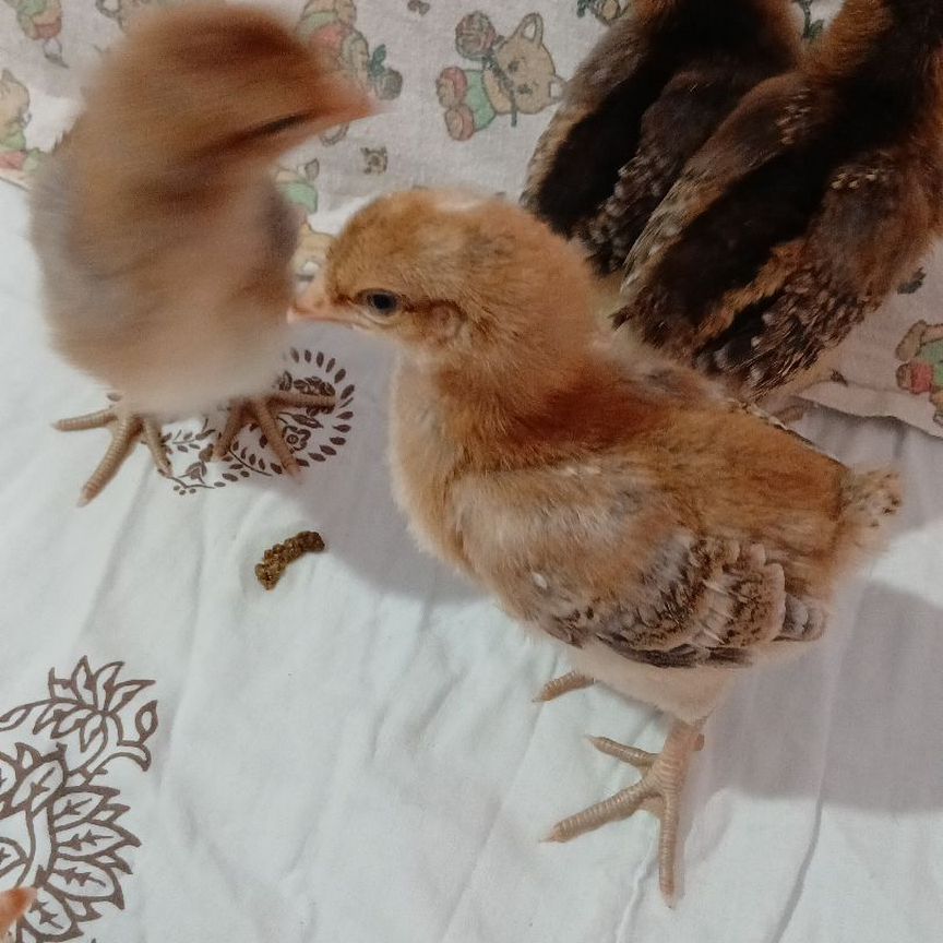 Цыплята билефельдер