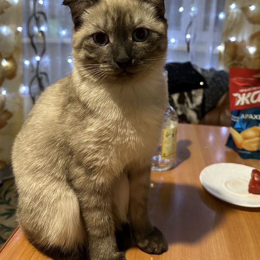 Тайский кот на вязку