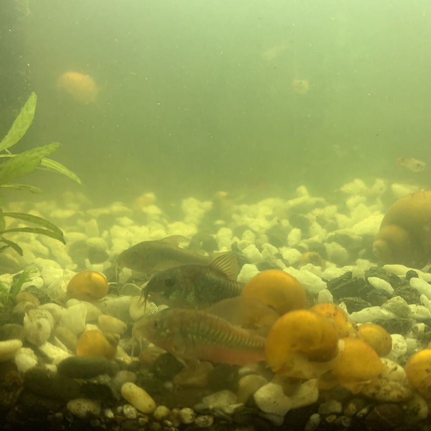 Ампулярии   кладка