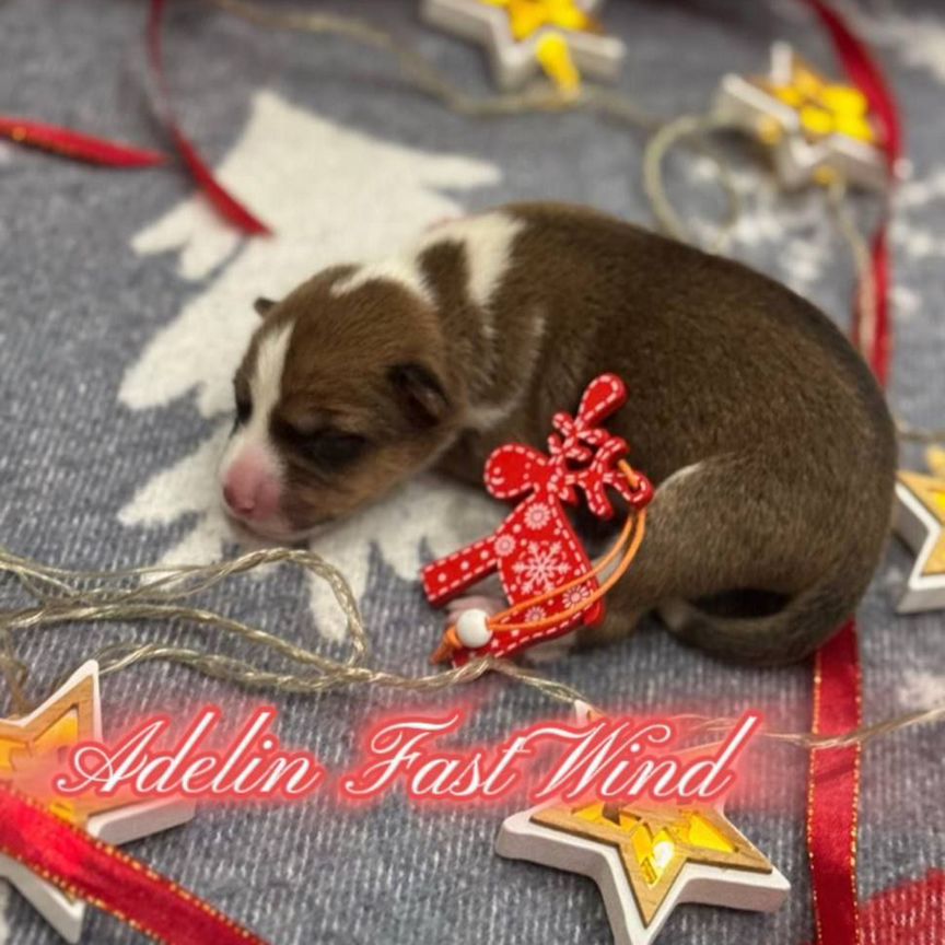 Басенджи, щенок