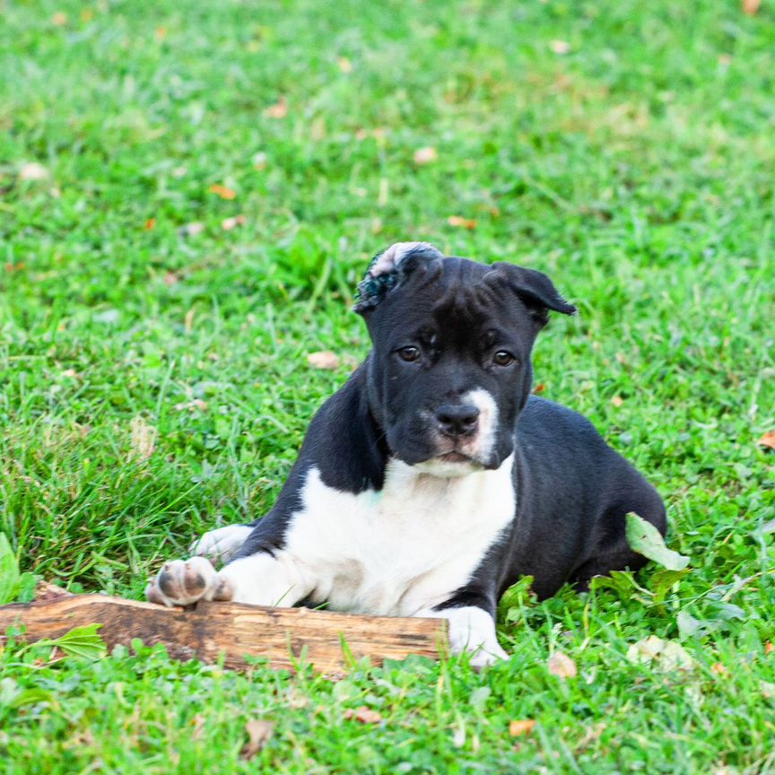 Стаффордширский терьер щенки щенок