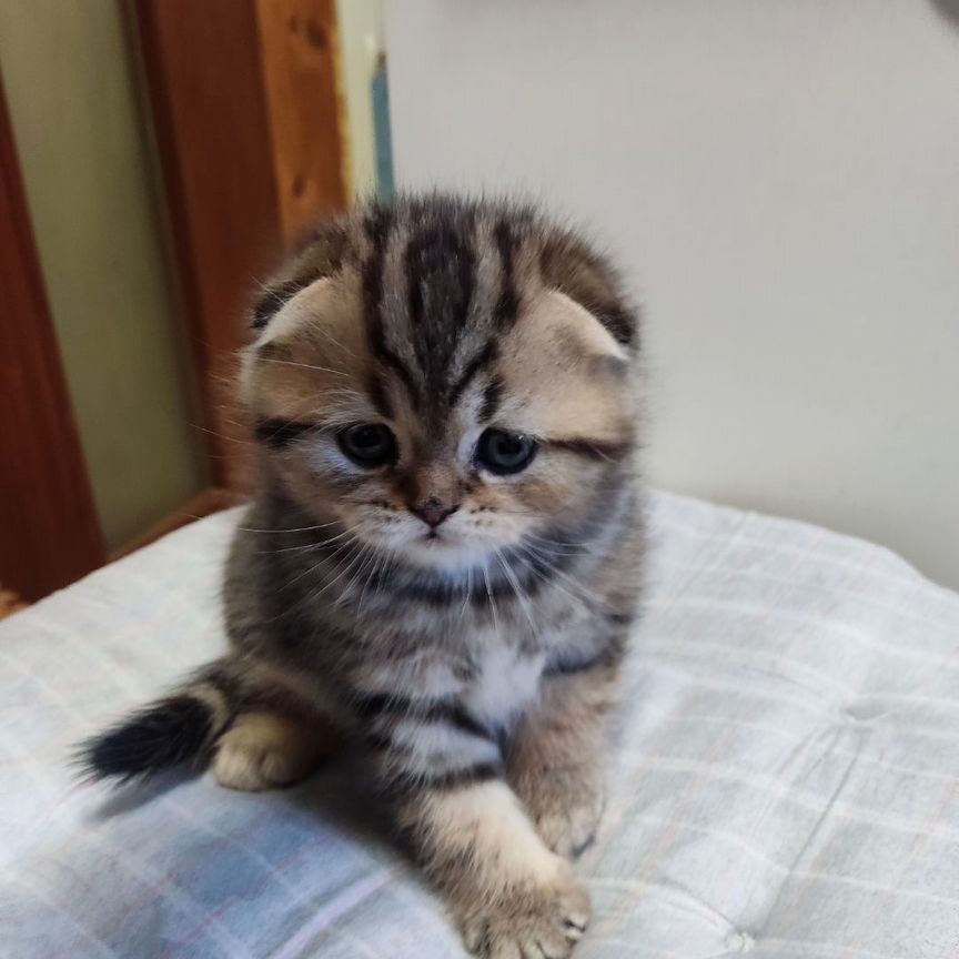 Шотландский вислоухий мальчик