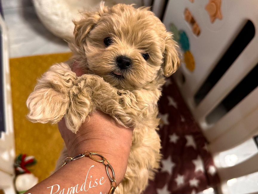 Super Mini Maltipoo Krem f1 Корея
