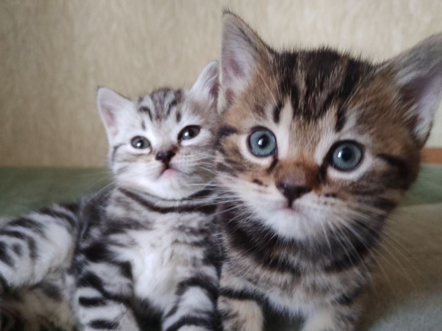 Шотланская вислоухая кошка