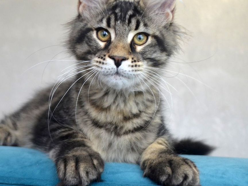 Котик мейн кун 3.5 месяца