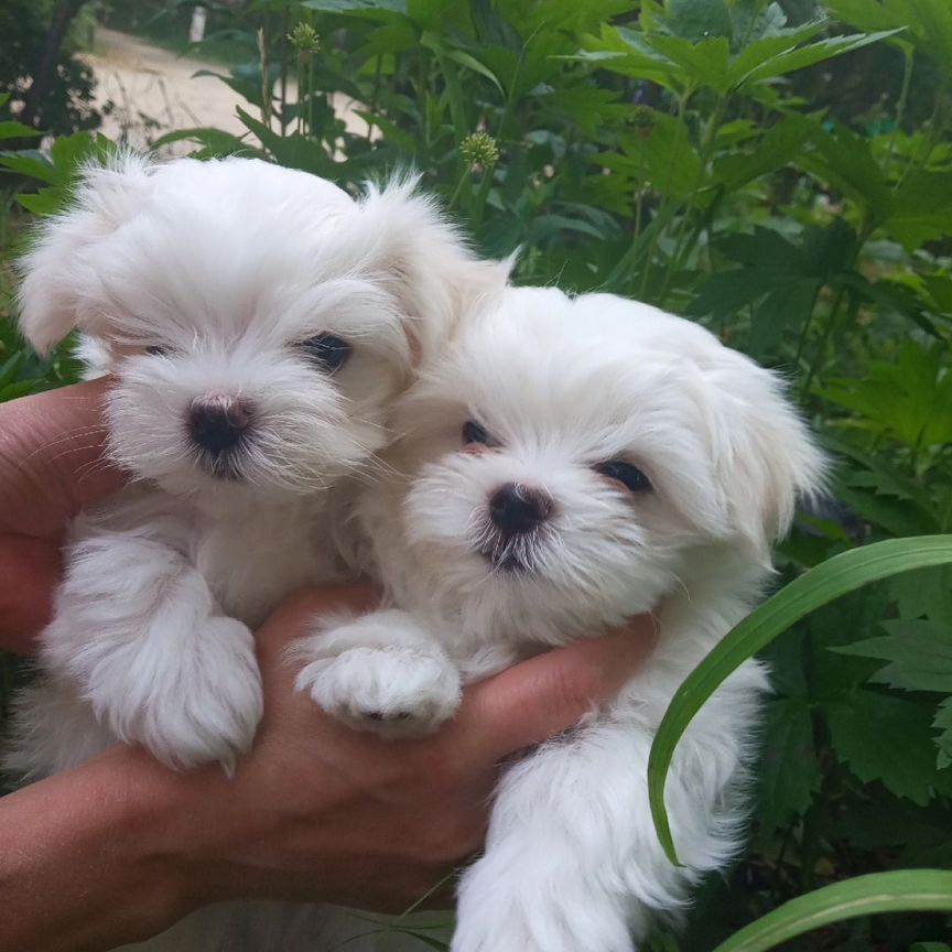 Продажа щенков мальтезе