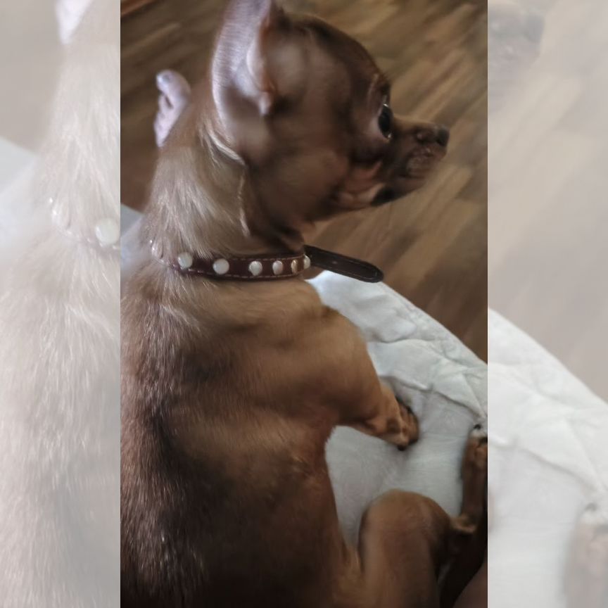 Чихуахуа, взрослая собака