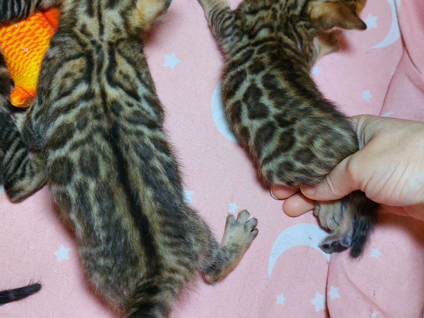 Яркие бенгальские котята с документами