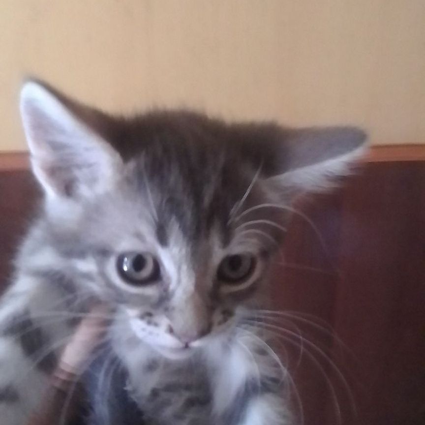Кошка египетская мау