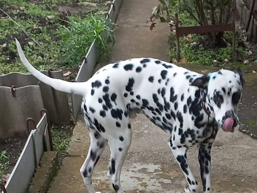 Далматинец