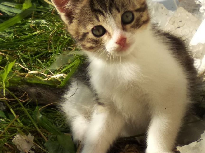 Котики уличные