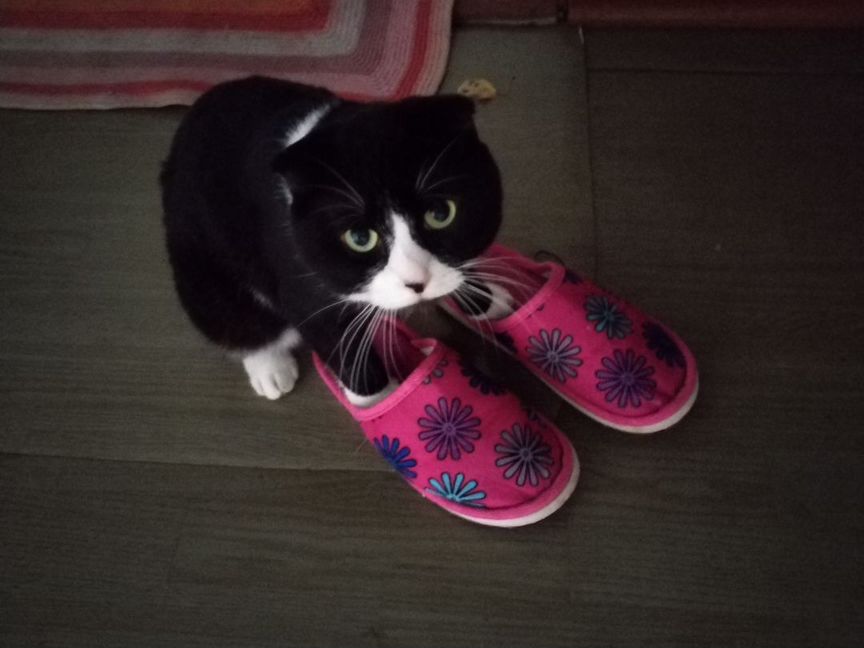 Котики для души в добрые руки