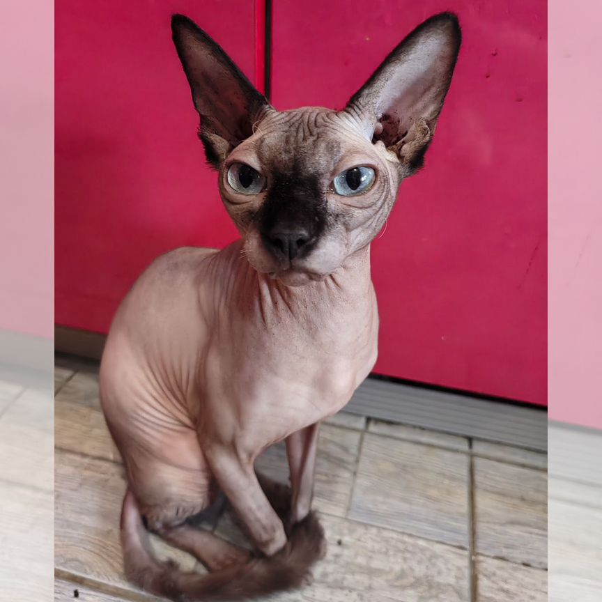 Канадский сфинкс, кот вязка