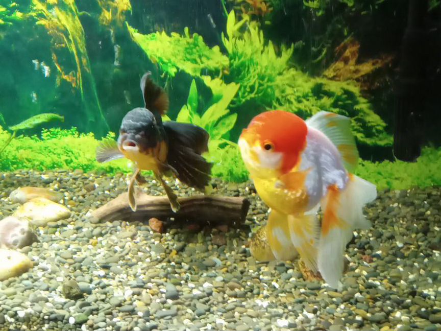 Золотая рыбка