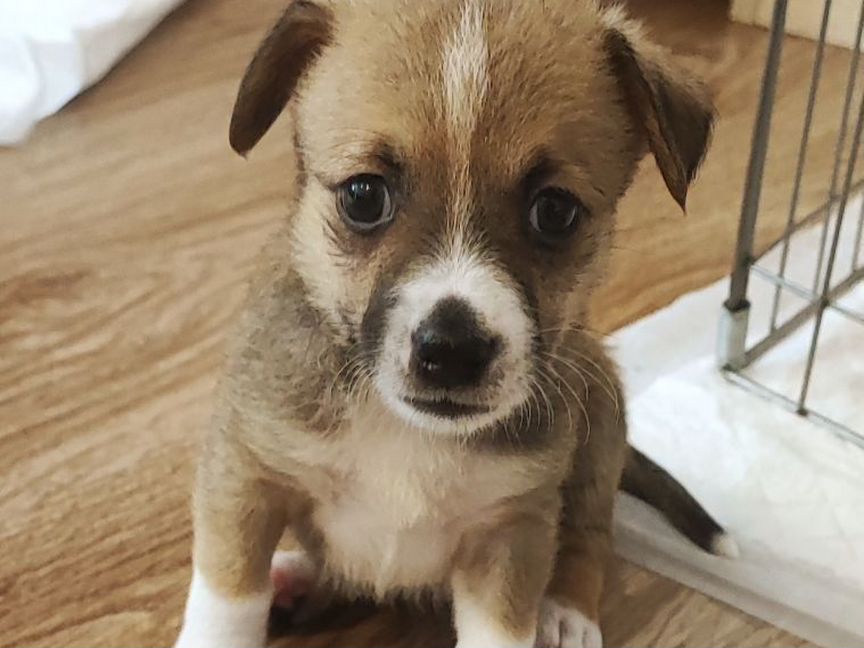 Щенок маленькой собаки ищет самого лучшего хозяина