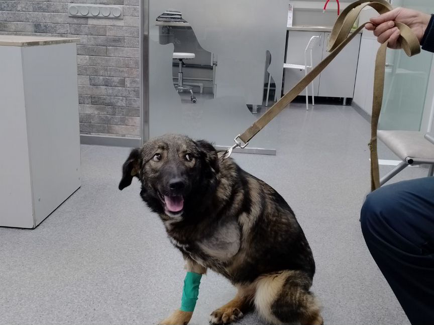 Дульсинея из приюта