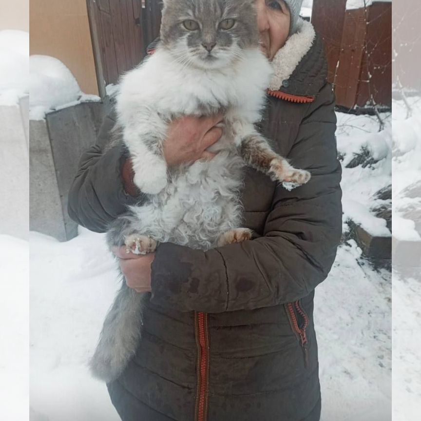 Кот замерзает, нужен дом, помогите