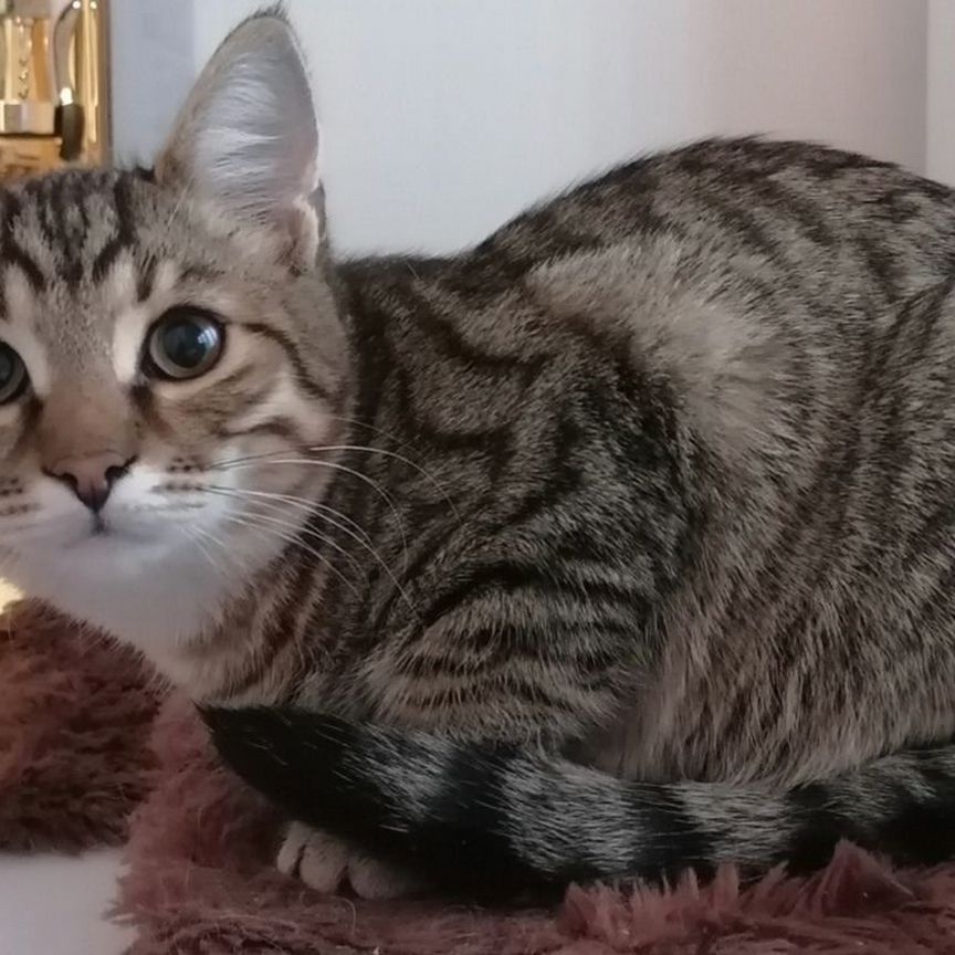 Котёнок мальчик ищет семью