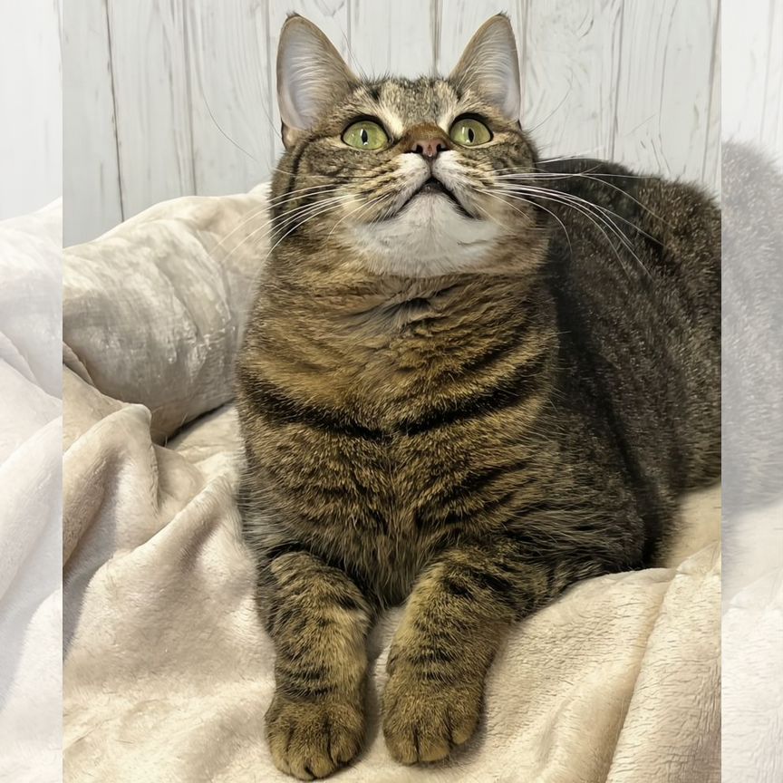 Взрослый кот в добрые руки