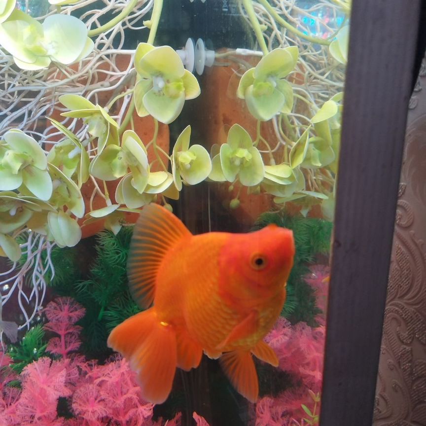 Золотые рыбки