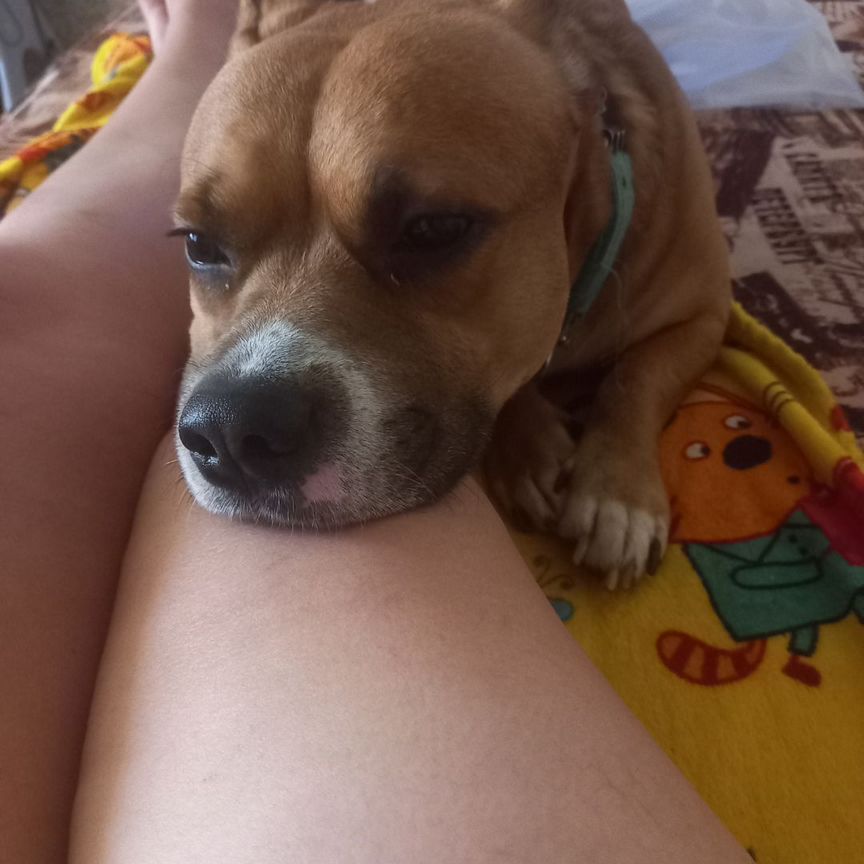 Стаффарширский бультерьер