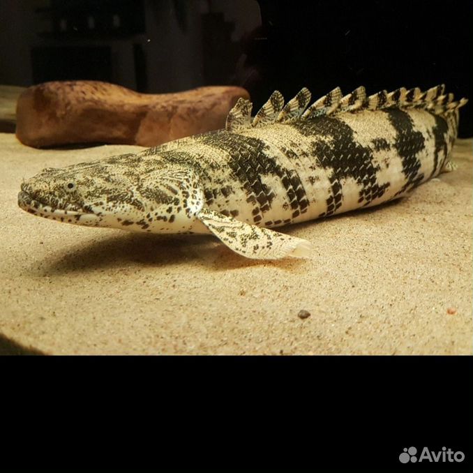 Полиптерус эндлихера