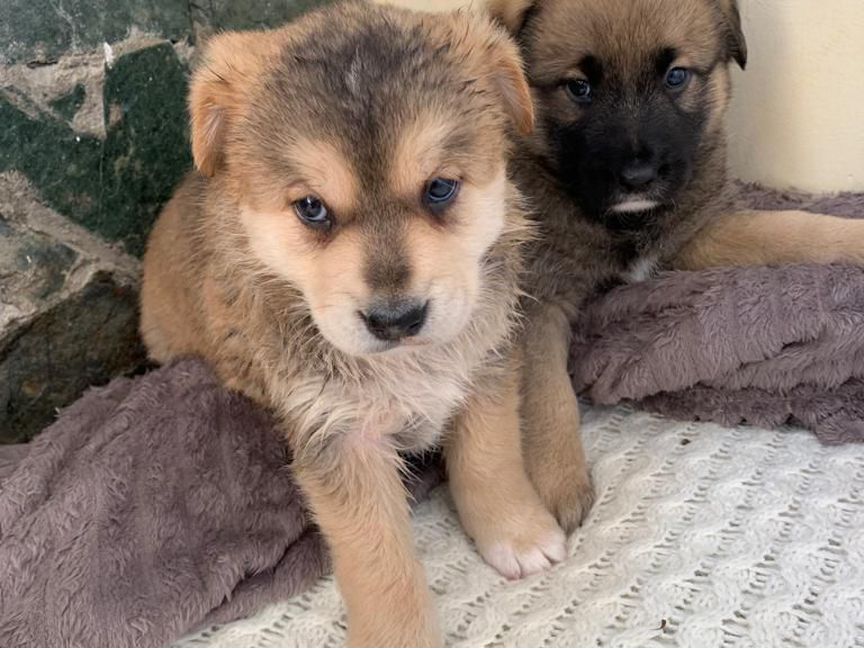 Щеночки мальчишки и девчонки