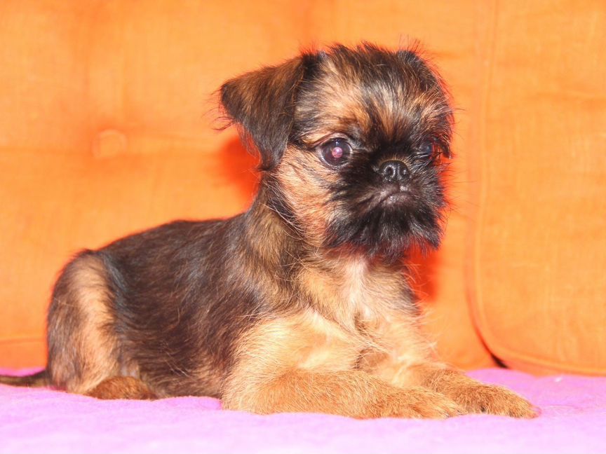 Брюссельский Гриффон (домовенок)