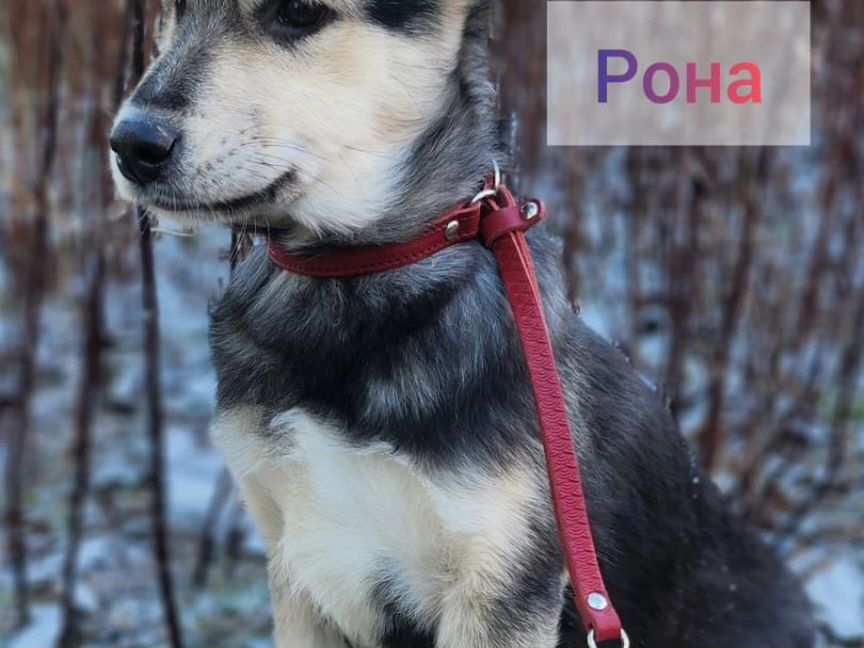 Щенок девочка