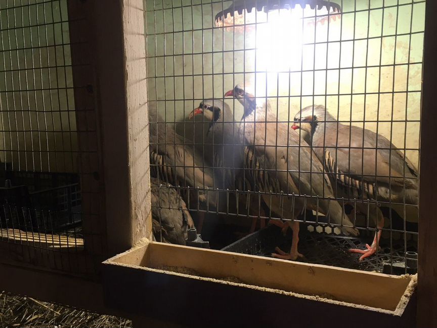 Кеклики семьи