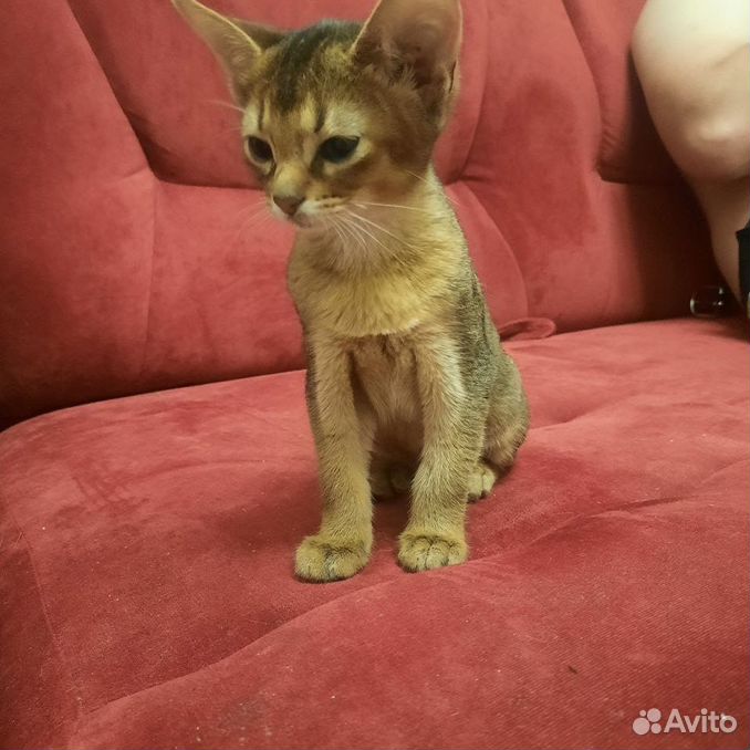 Абиссинский котик, 4 мес