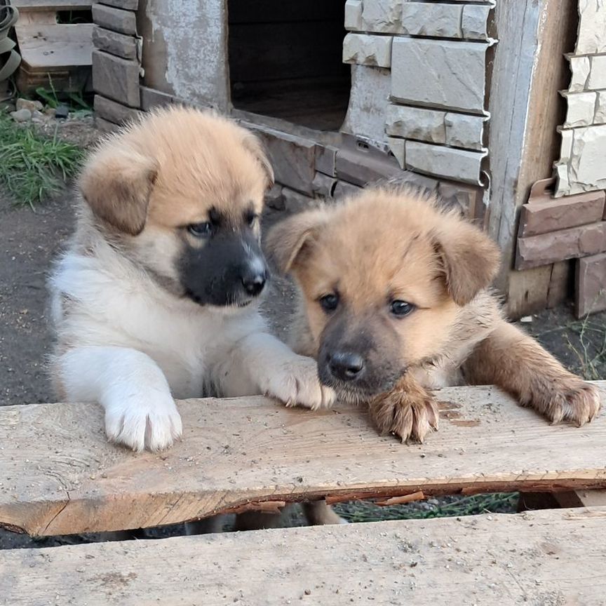 Щенок в добрые руки