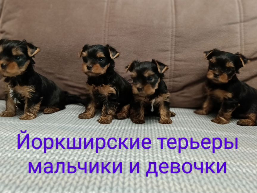 Йоркширский терьер мини