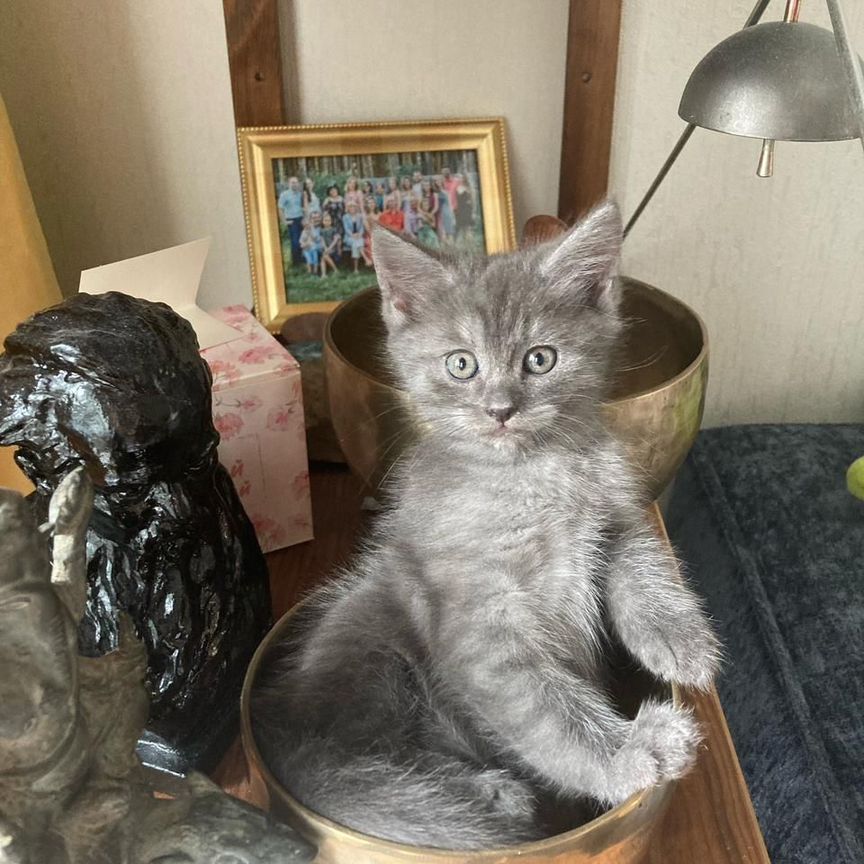 Домашние животные котята