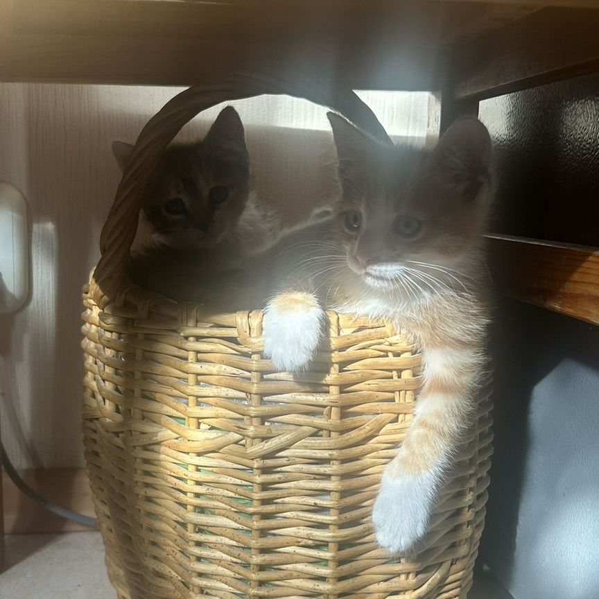 Котенок