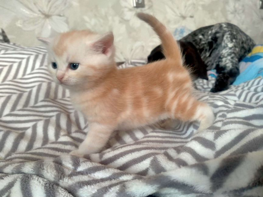 Котята