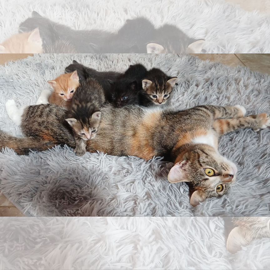 Котёнок от частного владельца