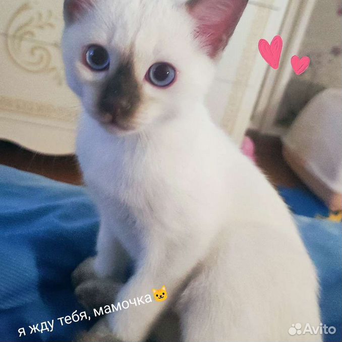 Тайский котëнок с отличной родословной