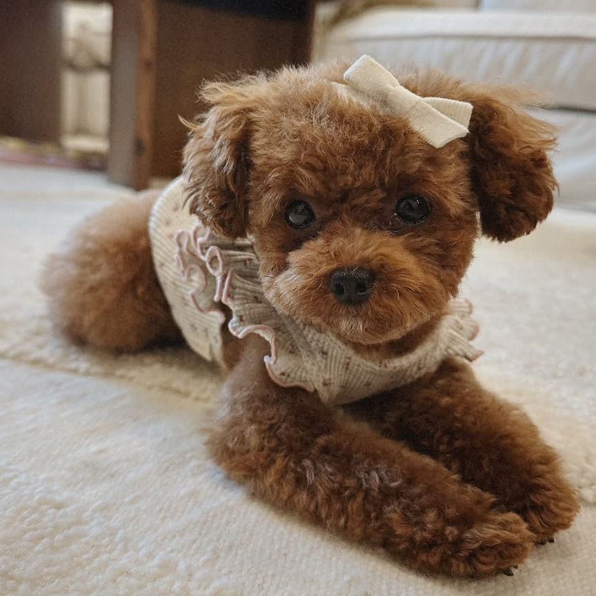 Той-пудель, щенок