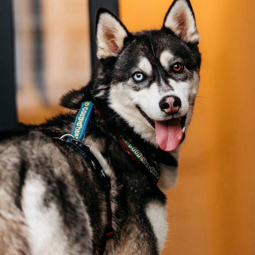 Сибирский хаски, взрослая собака